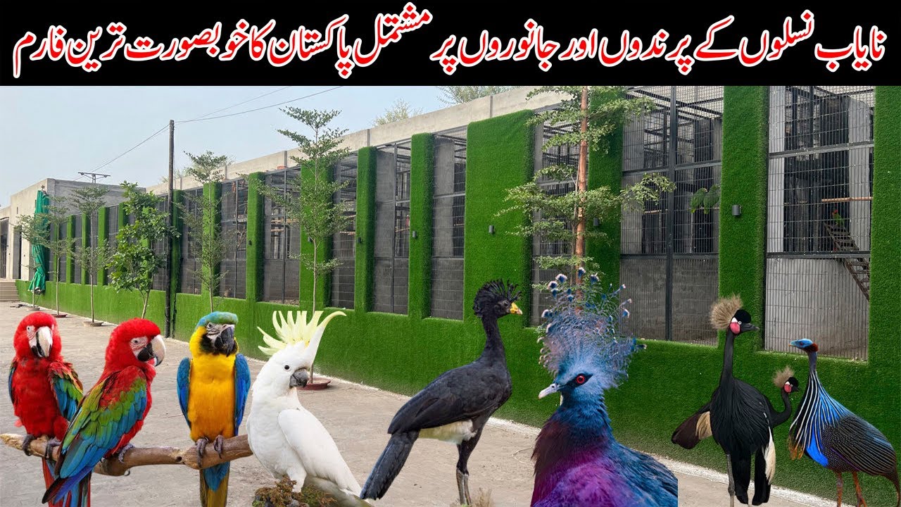 Biggest & Beautiful Breeding Farm in Multan Pakistan | Parrots Farm ...