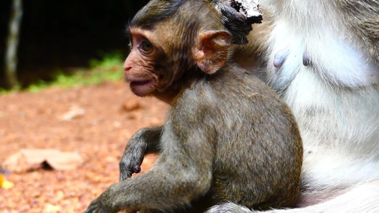 Baby monkey Lucas crying what happened on him ??? - YouTube