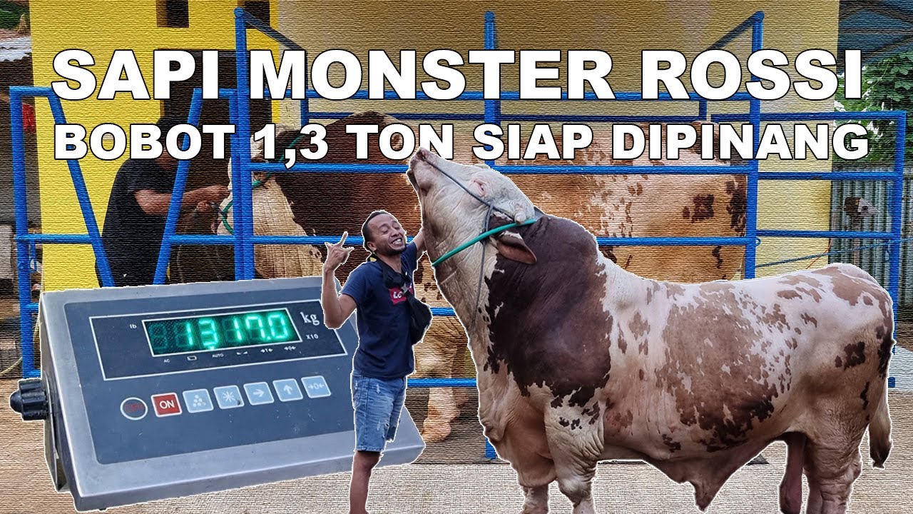 ROSSI SAPI PREMIUM JUMBO 1,3 TON TERBESAR DI KANDANG | SUMBER TERNAK ...