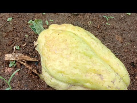 Cara Menanam Labu Siam Didalam Pot!! mudah simple - YouTube