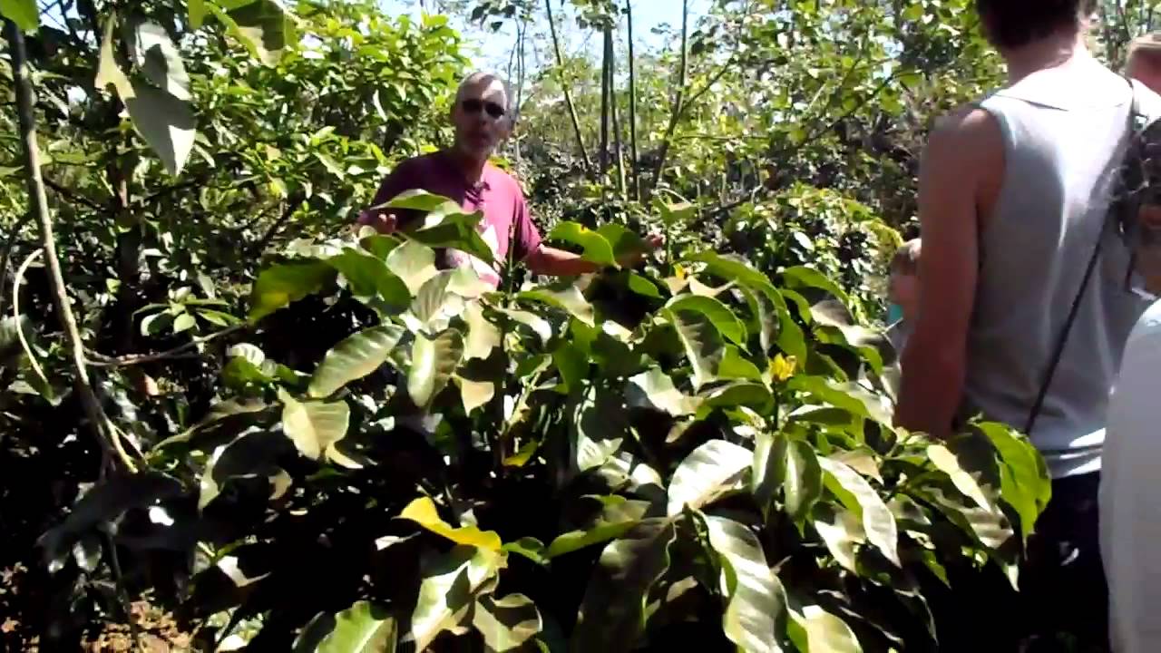 Laos Paksong Coffee plantation - YouTube