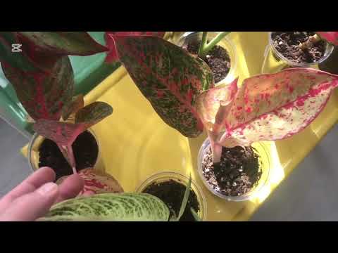 Çiçeklerde Son adetler kaldı kaçırmayın Sipariş için whatsap: 05377956664 📣20 Kasım 2025#keşfet 