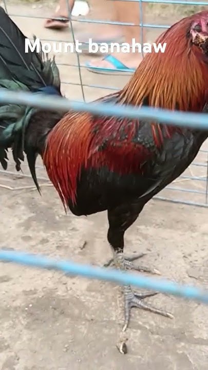 Mount Banahaw #BAKWITTV - YouTube