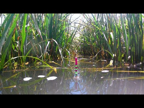 Ampun besty...Mancing diSpot Unik disawah Sawah,Pemancing pasti Penasaran.