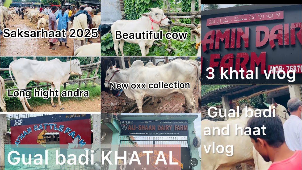2025 GUAL BADI and SAKSARHAAT COW COLLECTION - YouTube