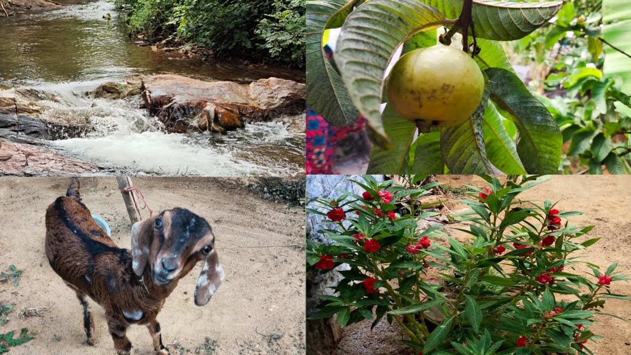 DAY 3 in Kalakad || Amazing Nature || Thalayanai Waterfalls || Family ...