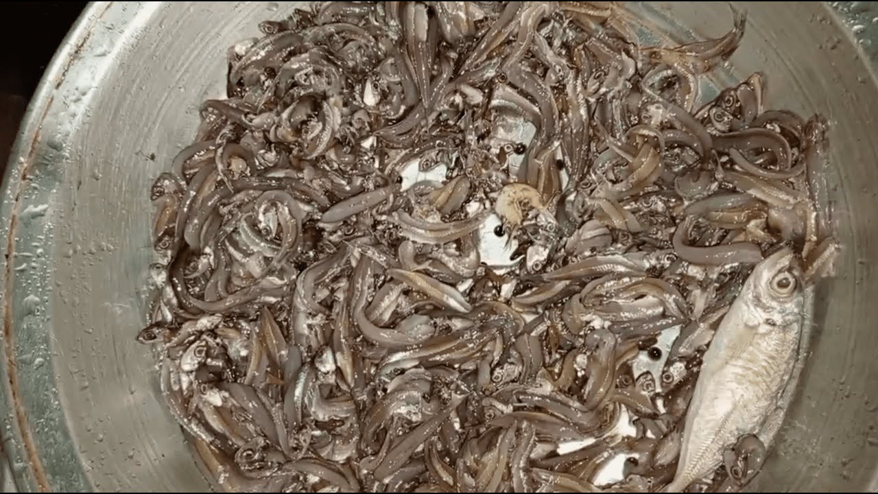 How to wash and clean basaria fish - YouTube