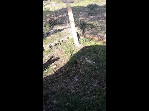 Sigara içen tavuk derbedel olmuş