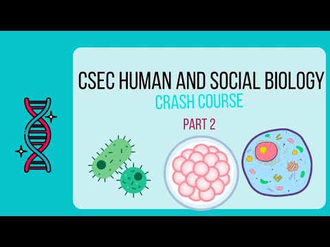 CSEC HSB CRASH COURSE PART 2 - YouTube