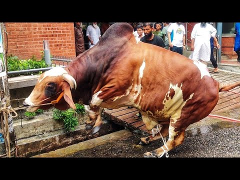 Biggest Angry PAKRA Bull Qurbani At Puran Dhaka • BIGGEST BULL QURBANI ...