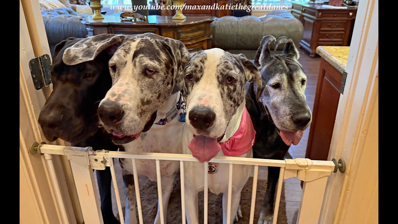 Funny Great Dane 6 Pack Poses For Florida Vacation Goodbye Group Photo ...