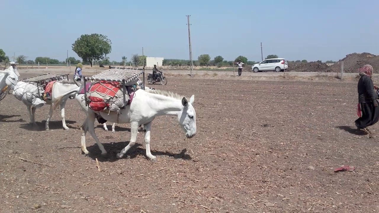 Halari Donkey and Amazing Donkey Breed of Gujarat-India - YouTube