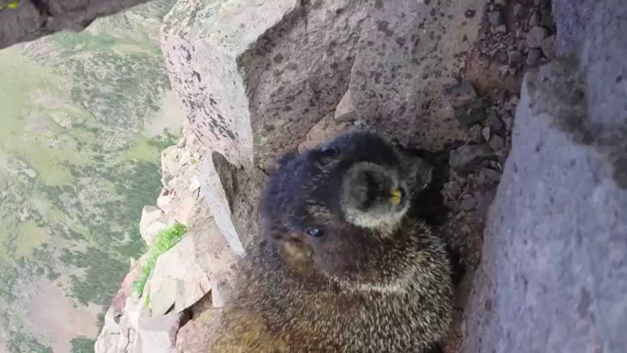 Marmot Smiles For Camera! - YouTube