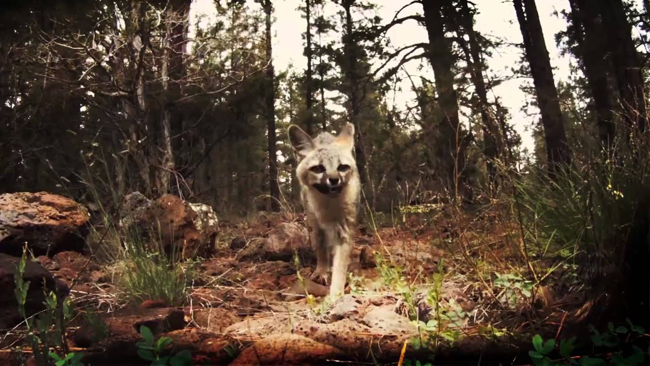 Predator Pursuit Season 3 Title Sequence - YouTube