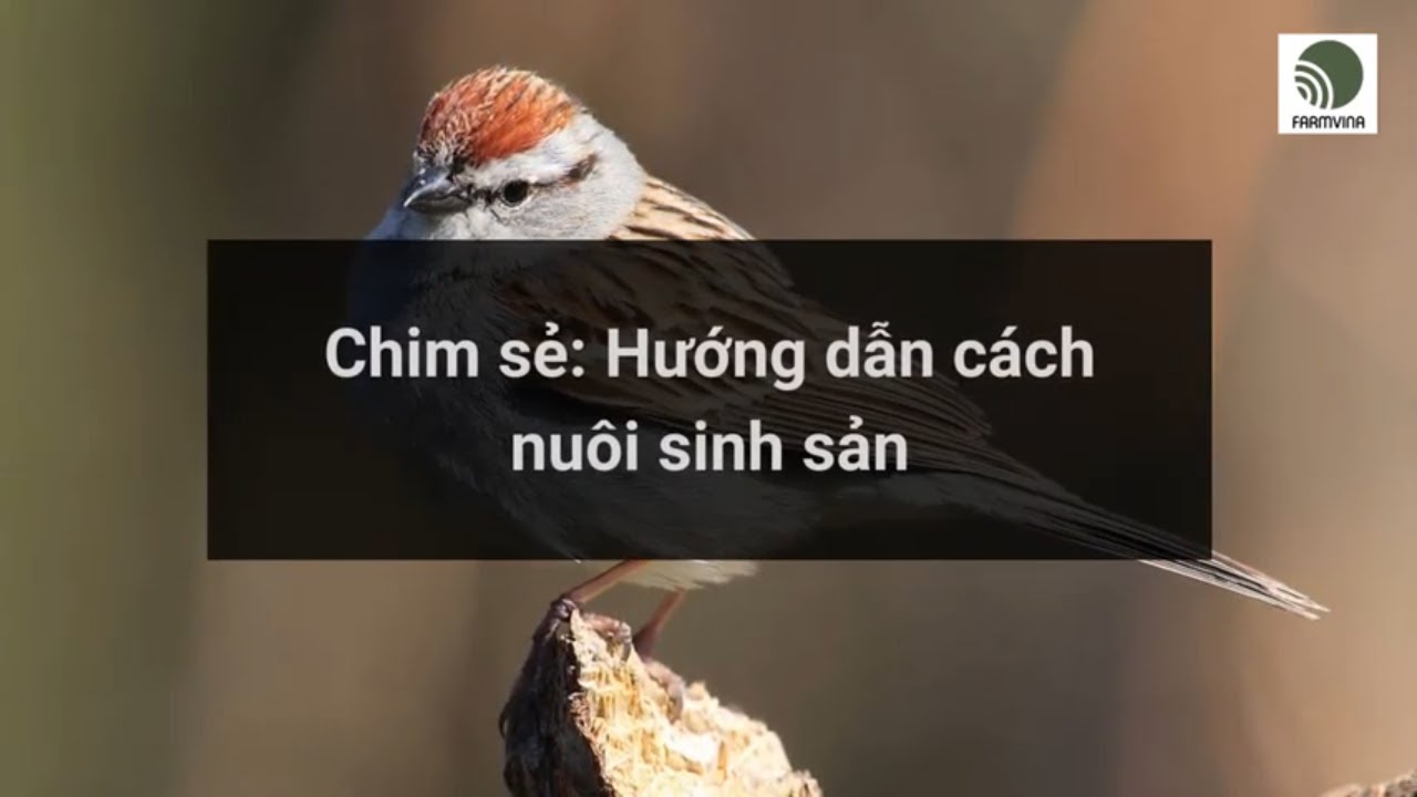Chim sẻ: Hướng dẫn cách nuôi sinh sản | Farmvina Nông Nghiệp
