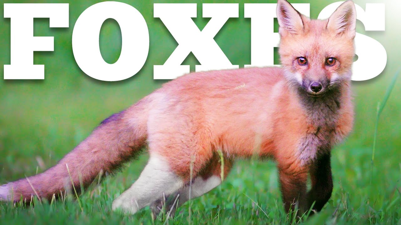 I Found RARE Red Foxes with White Legs - YouTube