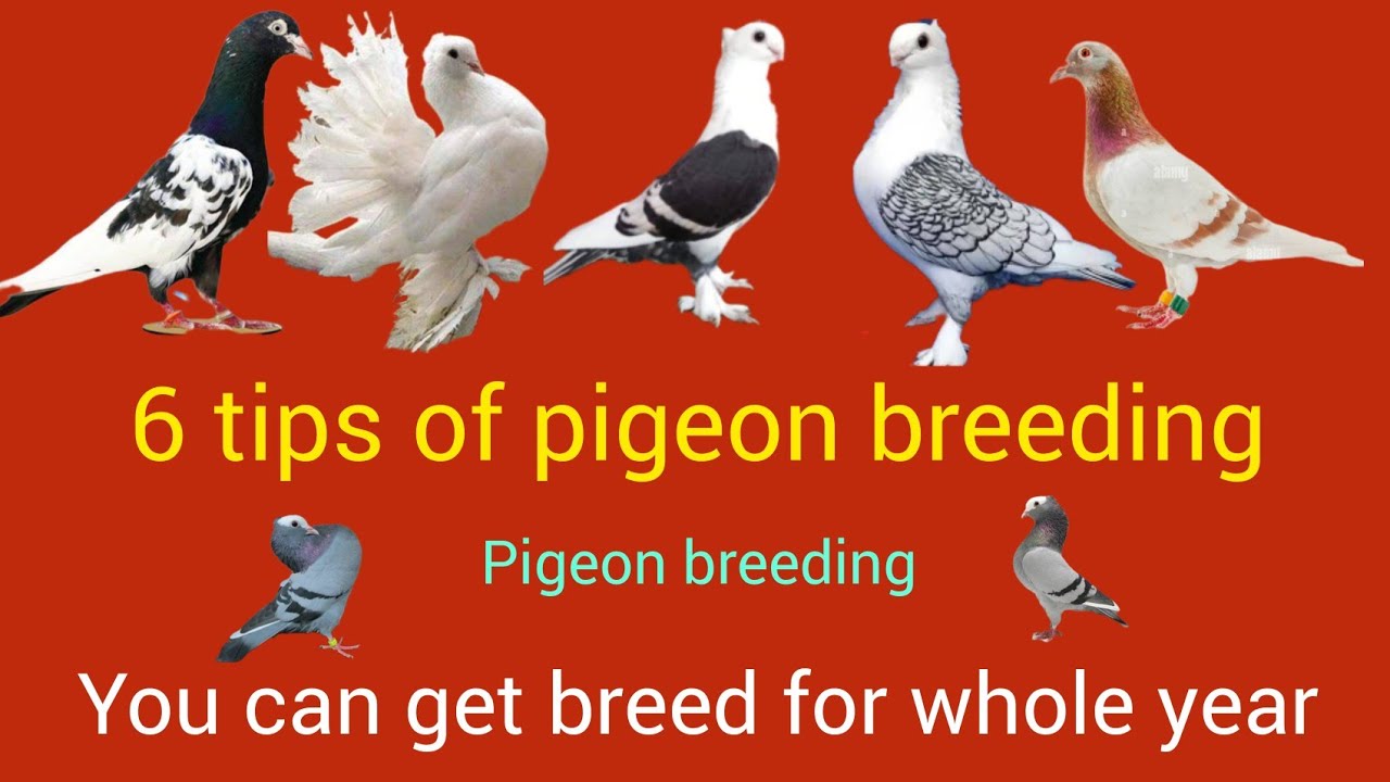 pigeon breeding tips #pigeon - YouTube