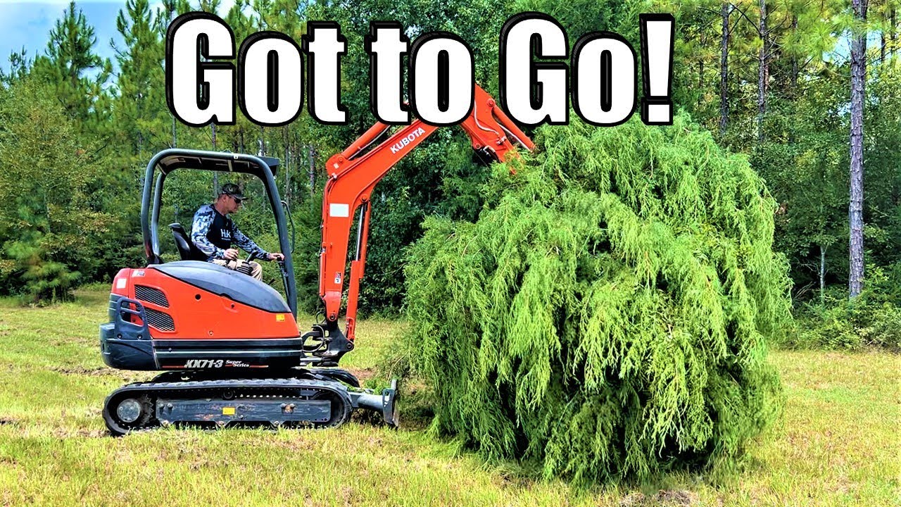 Removing Invasive Eastern RED CEDAR Trees From Our Pasture - YouTube
