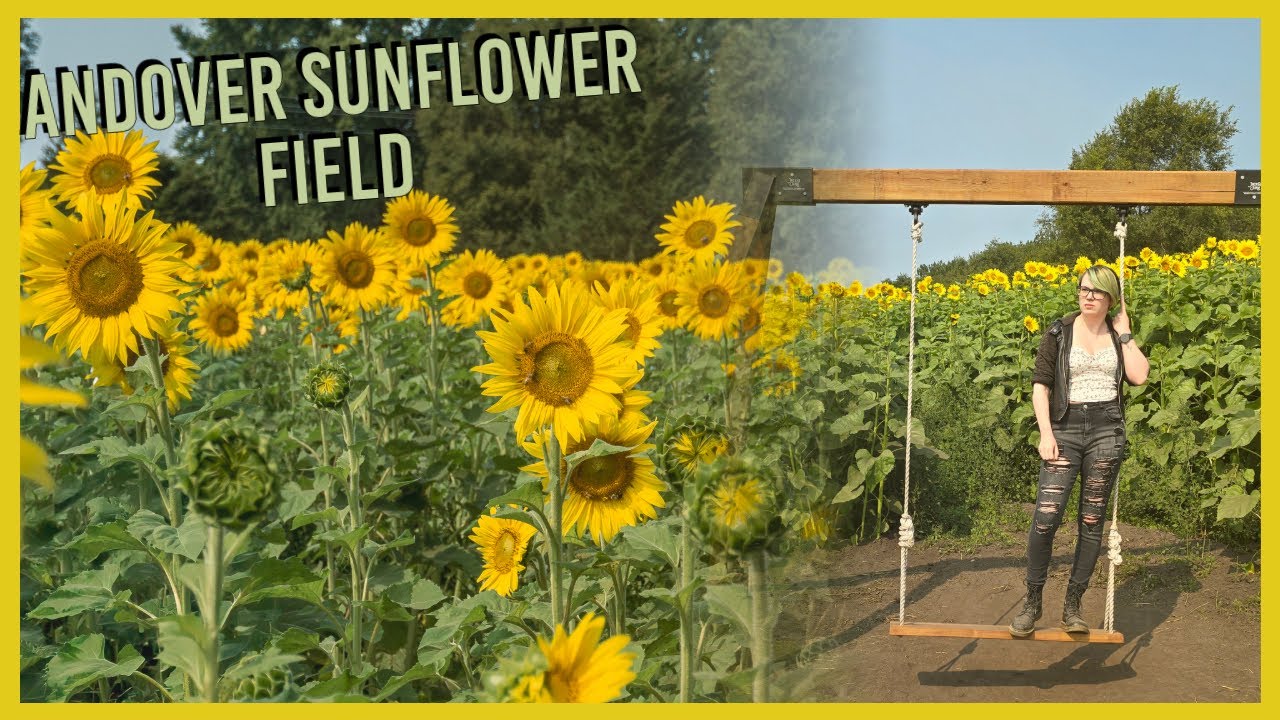 Minnesota Sunflower Field: Andover Sunflower Field - YouTube