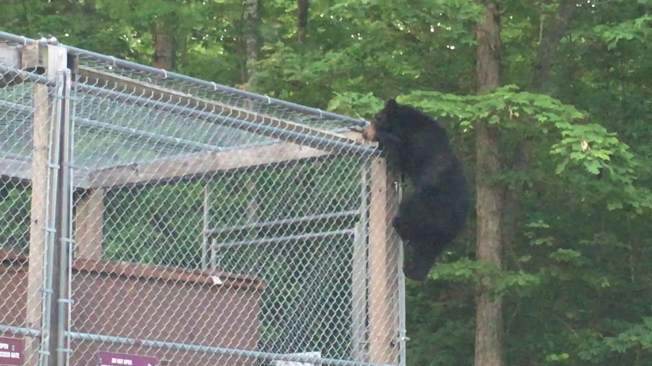 Black Bear Enters Bear-Proof Enclosure - YouTube