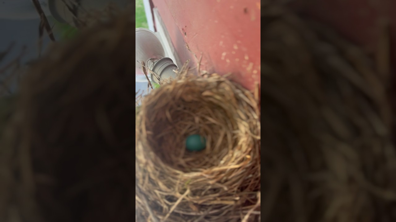 A Robin Builds A Nest On Our Front Door, From Empty Nest To First Egg # ...