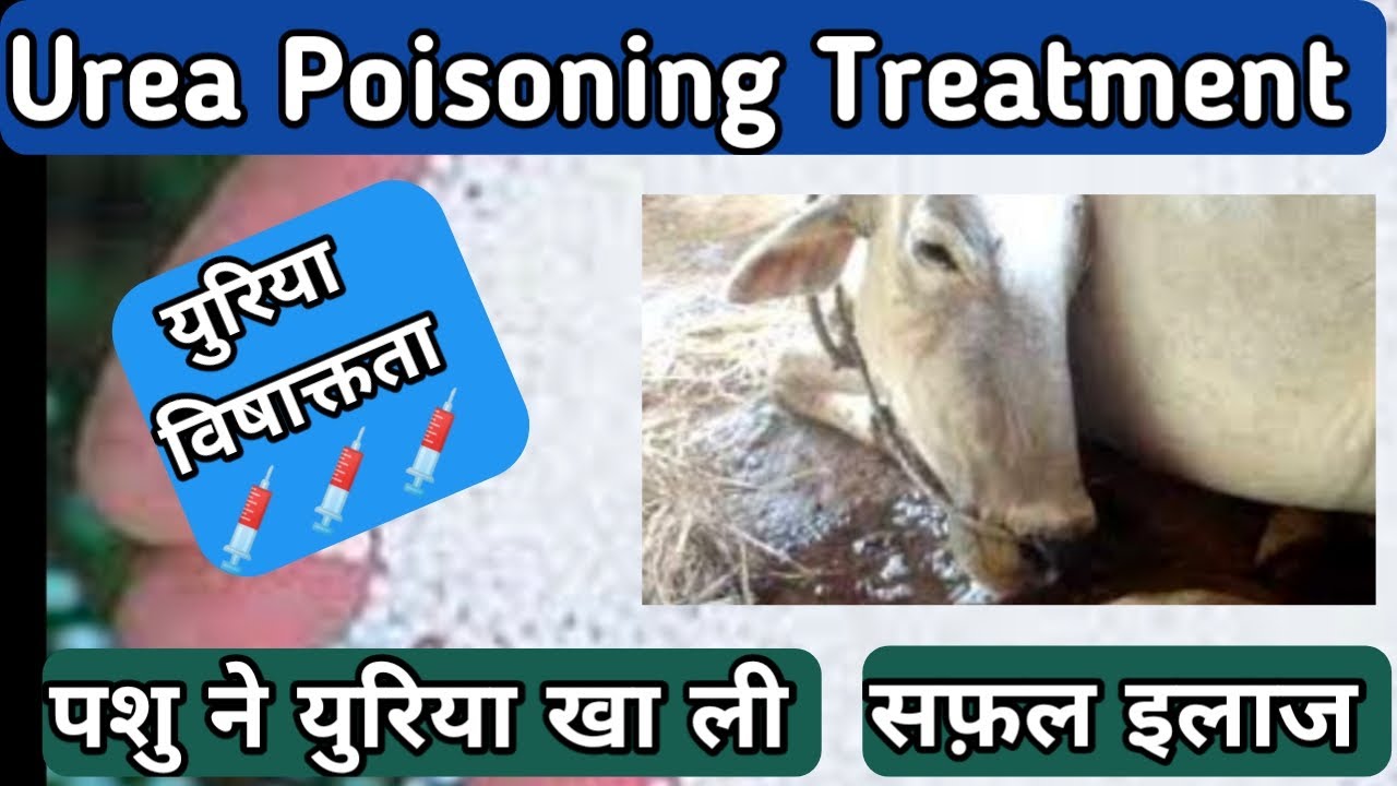 Urea Poisoning treatment In Cattle !!युरिया के जहर का इलाज!! - YouTube