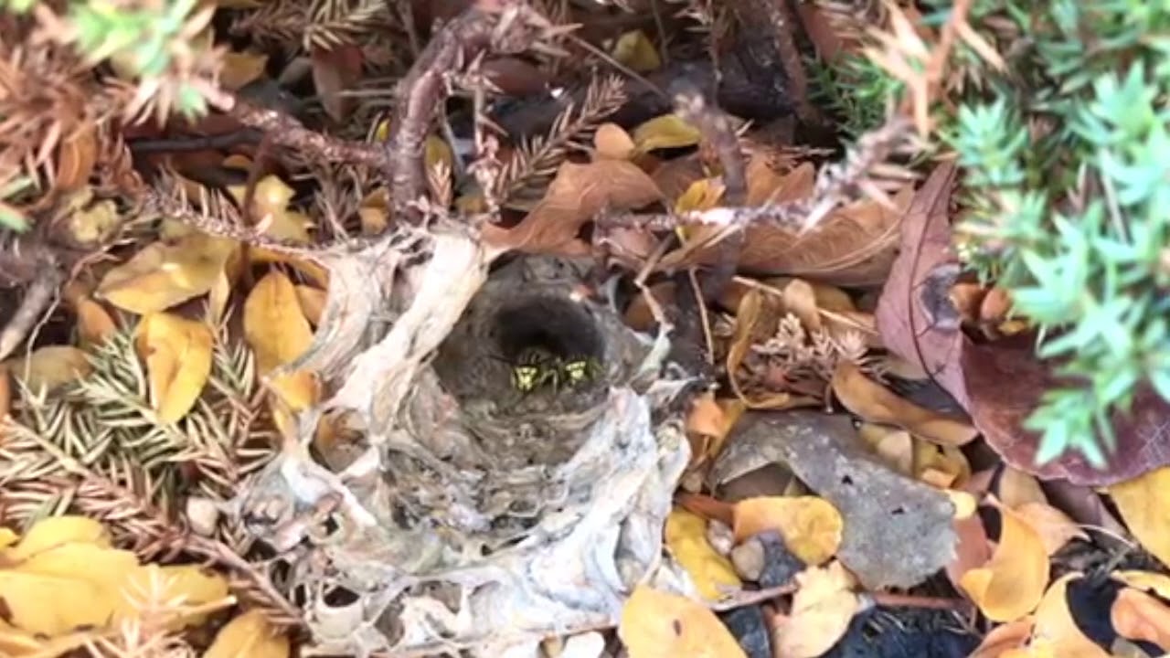 Yellow Jackets Swarming From Below in Holmdel, NJ - YouTube