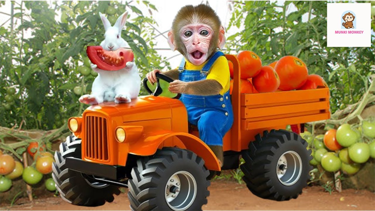 Munki Monkey:Laugh Out Loud with a Mischievous Monkey Eating Tomatoes ...
