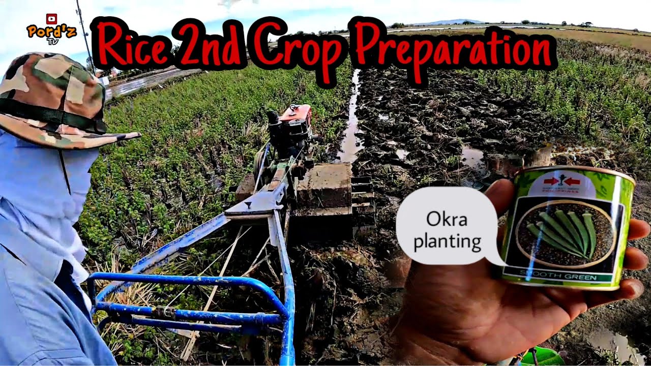 PALAY 2ND CROP PREPARATION/ OKRA PLANTING #farmlife #agriculture # ...