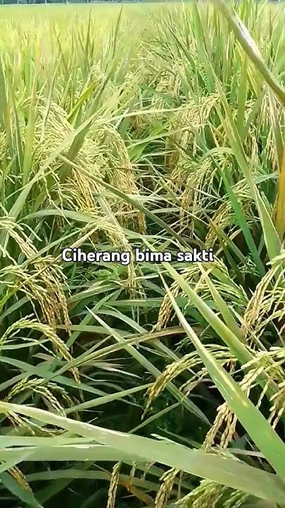 Padi Ciherang Bima Sakti umur 85 Hst #wayangkulit #music #solo #shots - YouTube