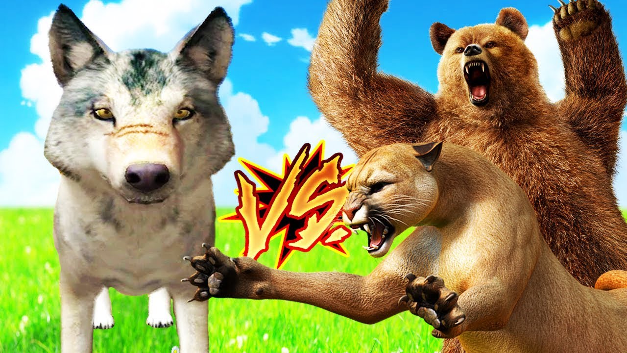 MI LOBO BALTO VS UN OSO Y UN PUMA | WOLF QUEST - YouTube
