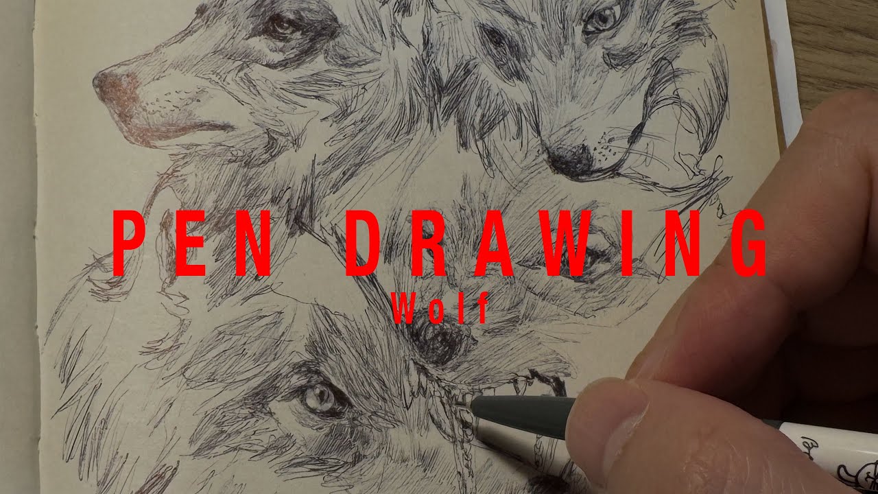 Wolf Pen Drawing Study - YouTube