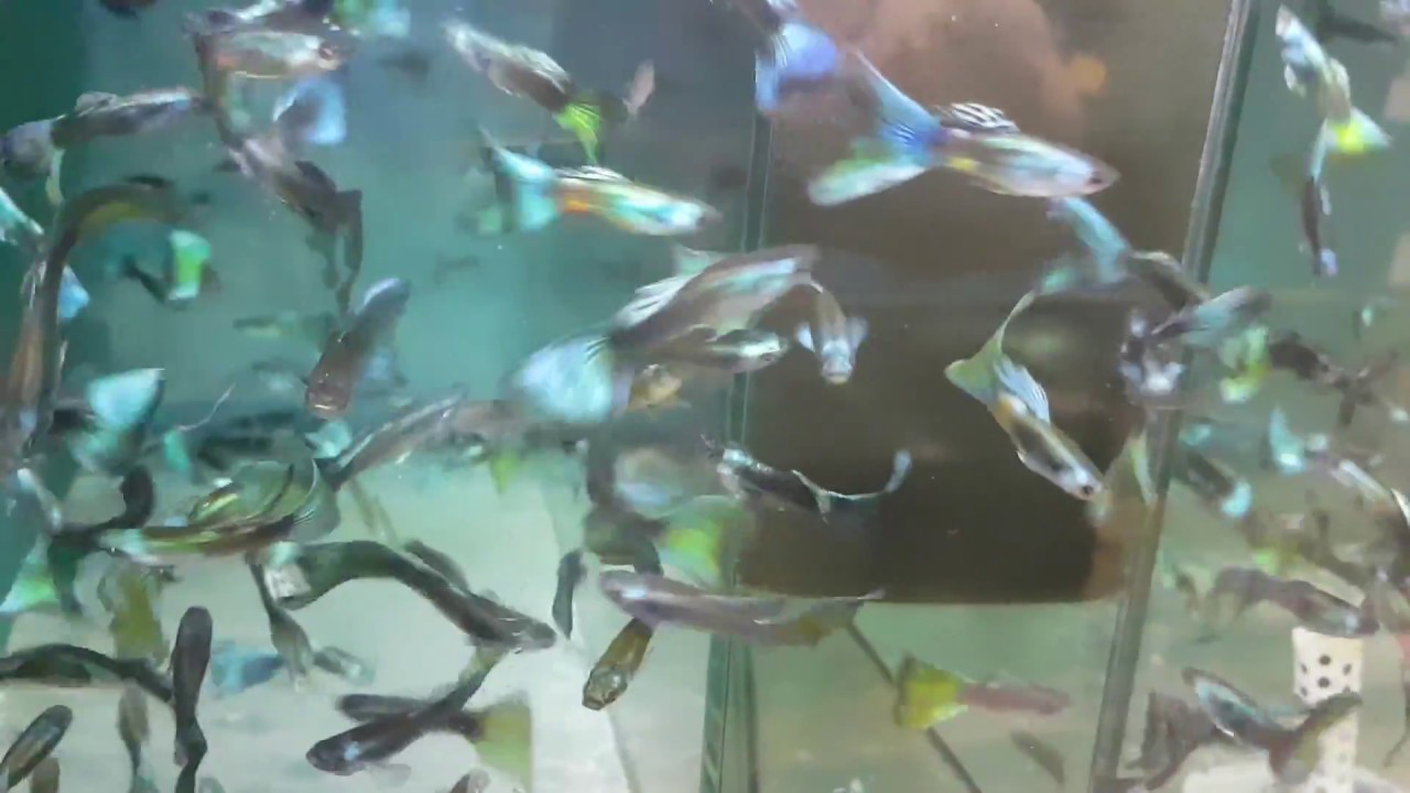 Guppy mâle Green Moscow - Poecilia reticulata (Réf 6651) - YouTube