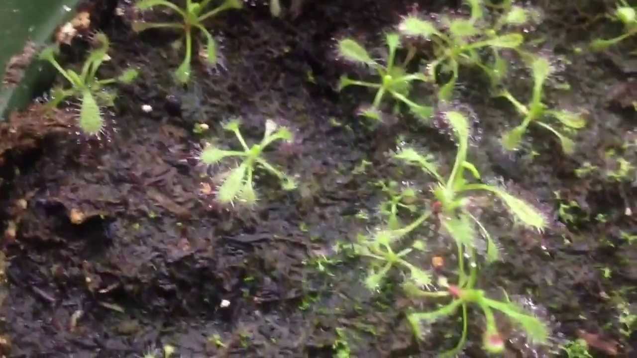Drosera Capensis Seedling