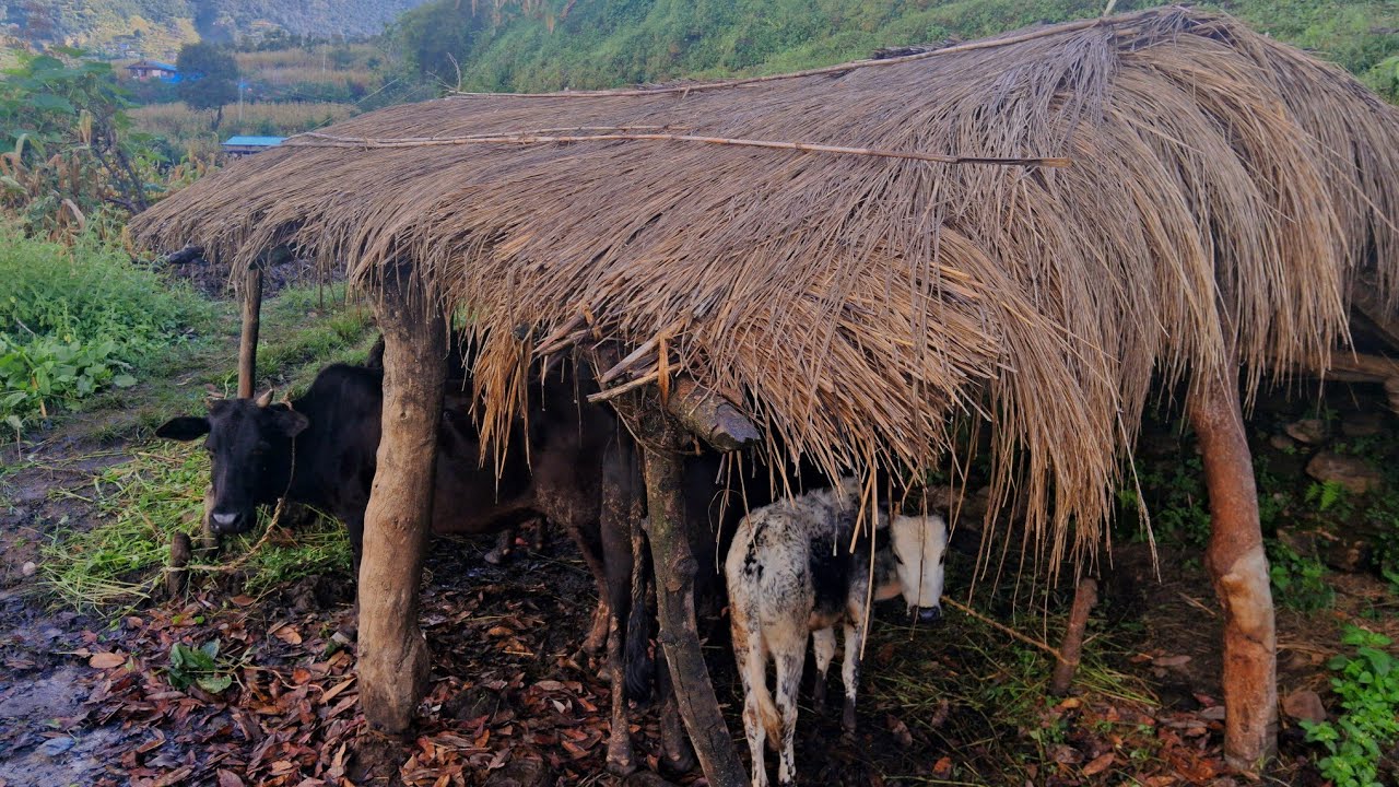 Traditional Nepali Rural Life || Peaceful Life & Relaxing Shepherd Life ...