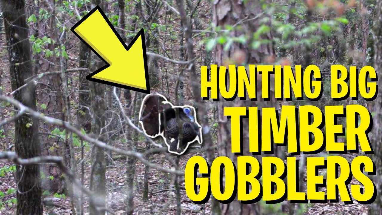 BIG TIMBER TURKEY HUNTING - Close Miss! (Surprise at the end!) - YouTube