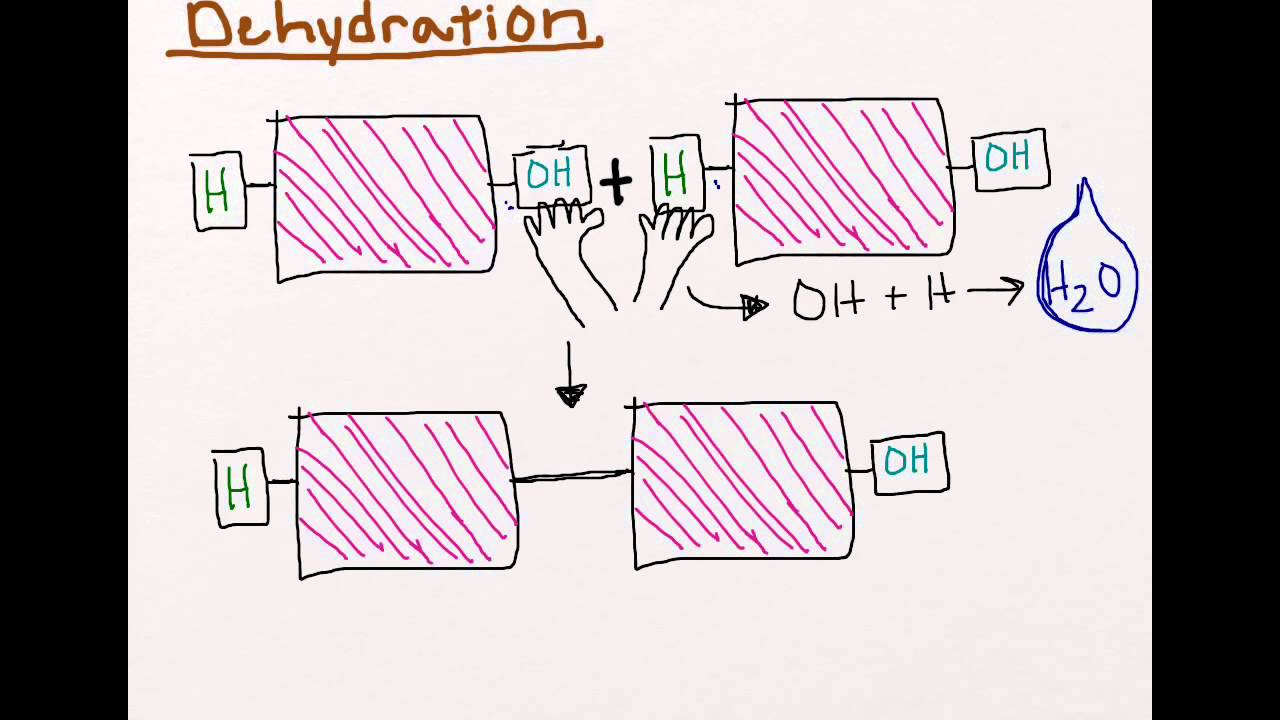 Dehydration vs Hydrolysis - YouTube