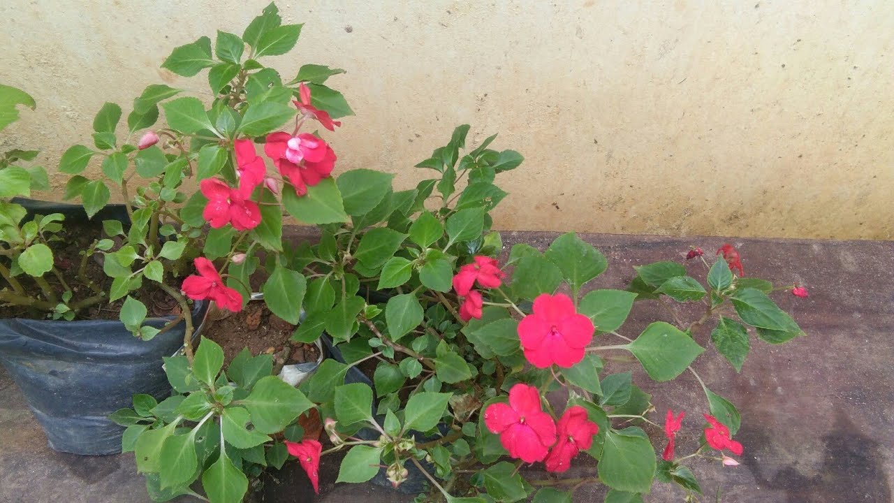 Chinese balsam / Impatiens balsamina plant care in malayalam - YouTube