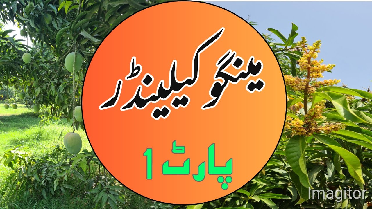 Mango Calender Part 1 - YouTube
