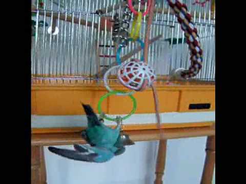 Pogo's Acrobatic Bell Fun - YouTube
