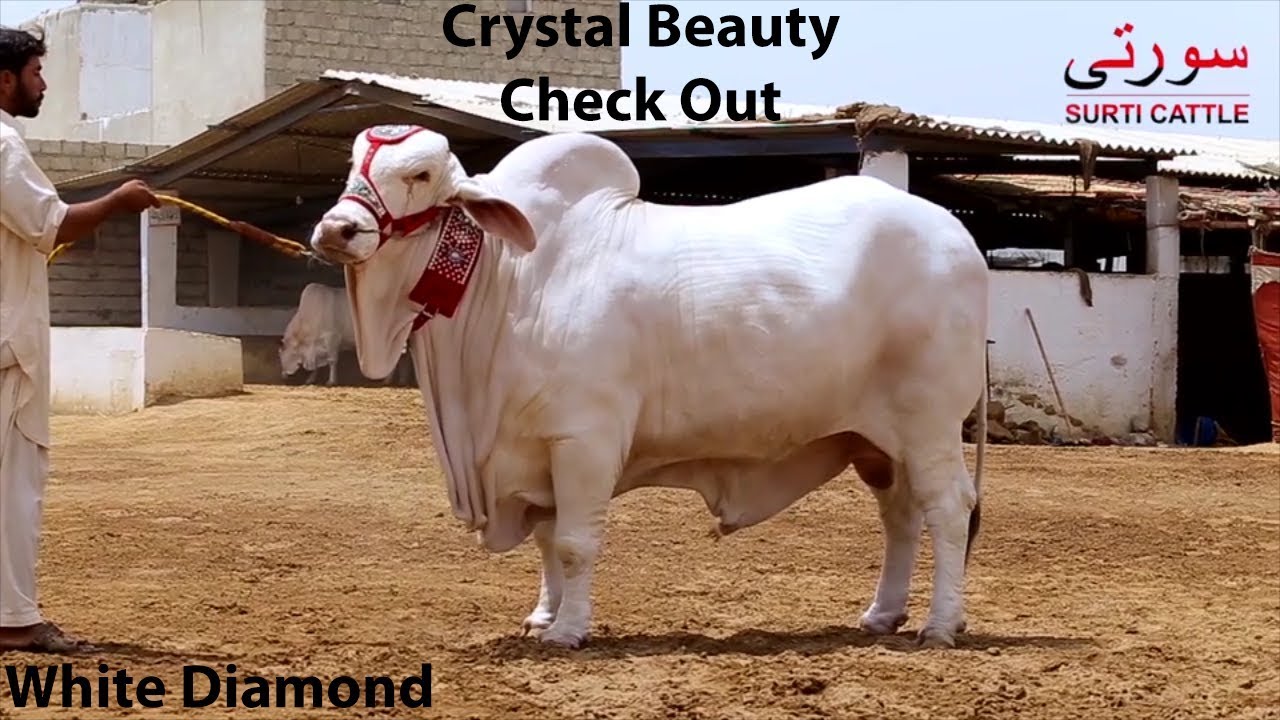 White Diamond | Surti Cattle Farm | MA SHA ALLAH | Crystal Beauty | Top ...