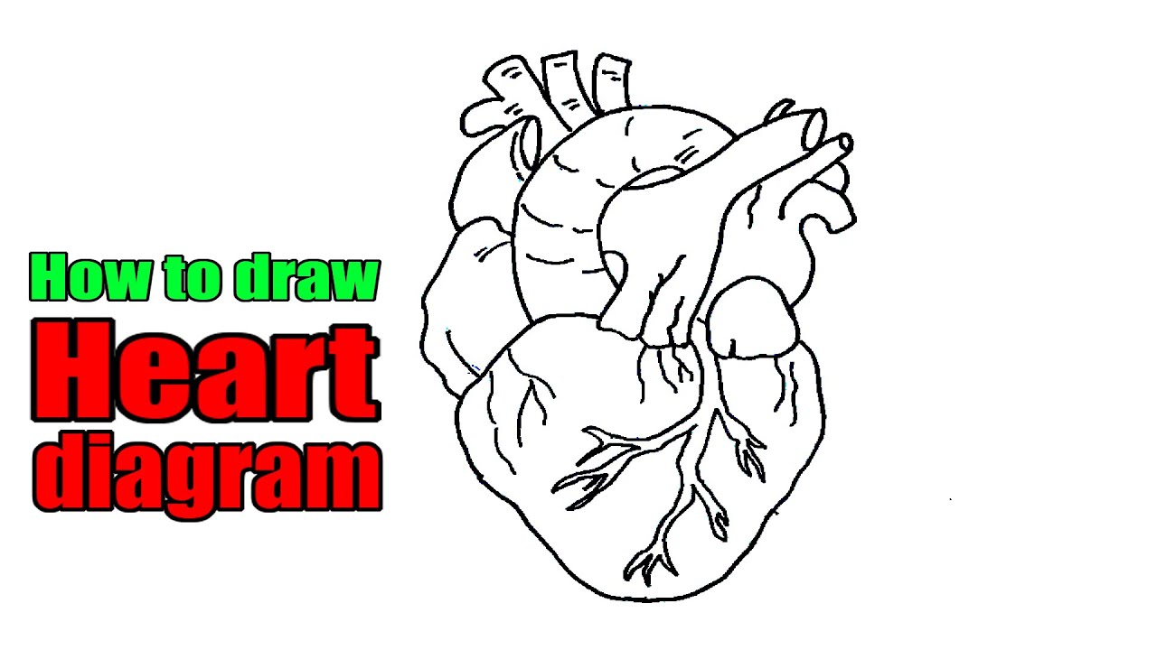How to draw heart diagram easily | simple diagram of human heart - YouTube