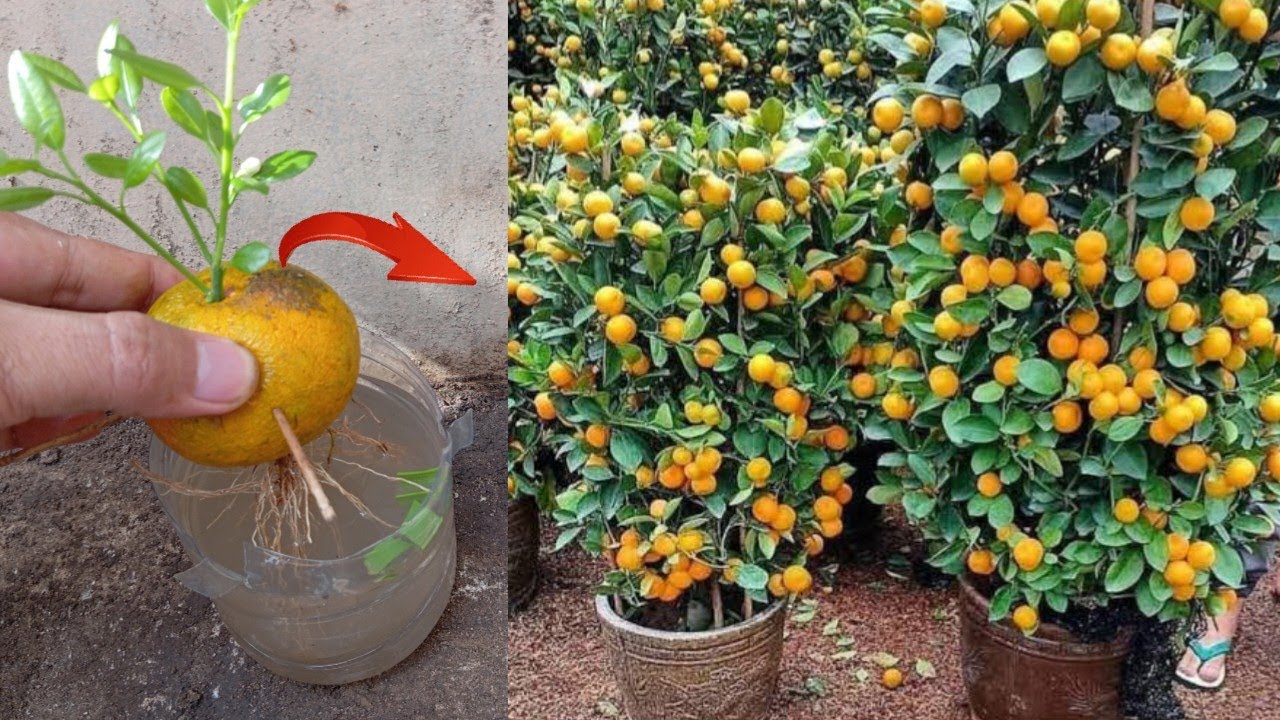 Crazy skills: Growing orange tree from orange with water in pot - YouTube