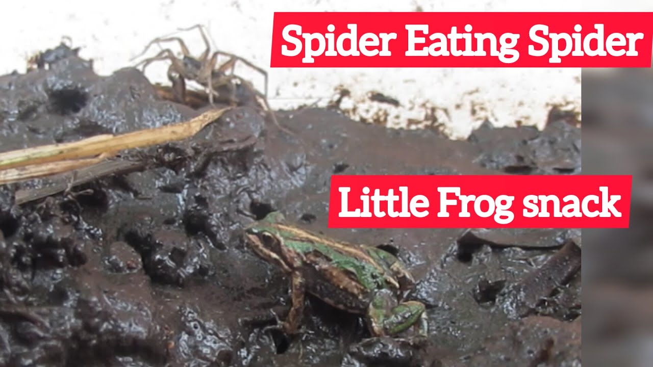 Little Green Frog Catching A Bug And Spider Eating Another Spider - YouTube