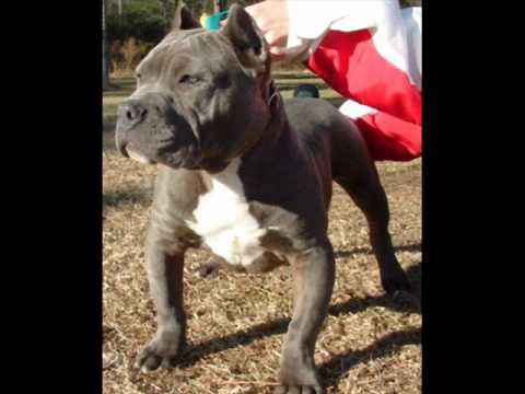 PITBULL vs.KANGAL ( The Two Gladiators )