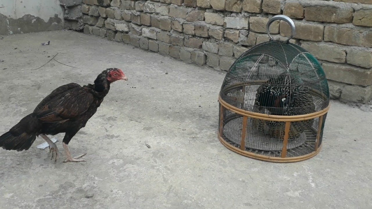 Hangu Breed Kala Teetar ki Awaz Or Mastiya | Pakistani Black Francolin ...