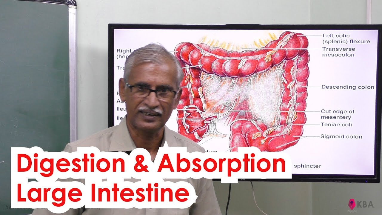 7.Zoology | Digestion & Absorption | Large Intestine - YouTube