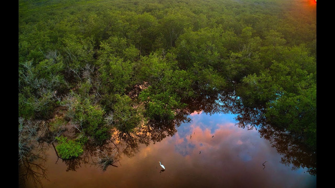 Bird Bayou - YouTube