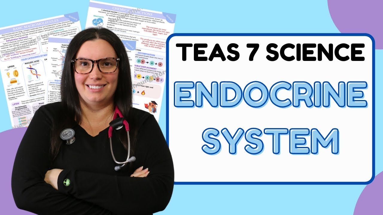 2025 ATI TEAS 7 Science Anatomy and Physiology Endocrine System with ...