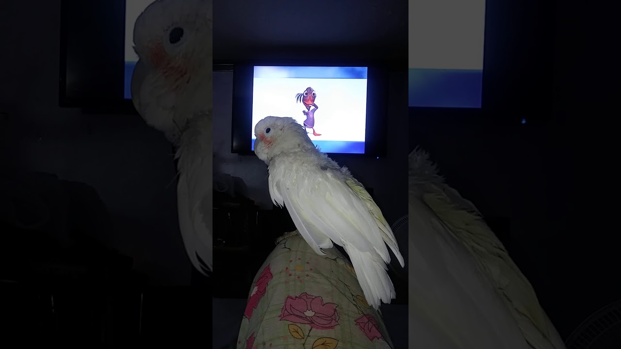 Archie is a Pretty Bird - YouTube